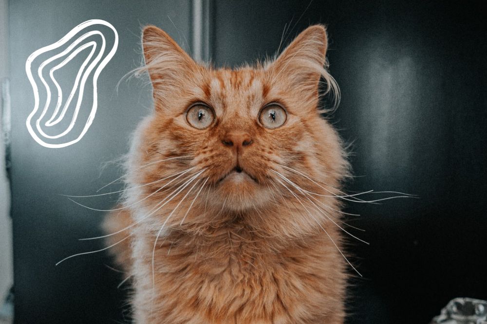 Comment nettoyer le pipi de chat, les poils de chats, etc...